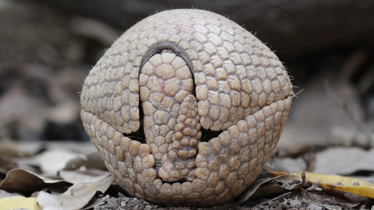 Tatu-bola, que inspirou o mascote da Copa de 2014, segue ameaçado de ...